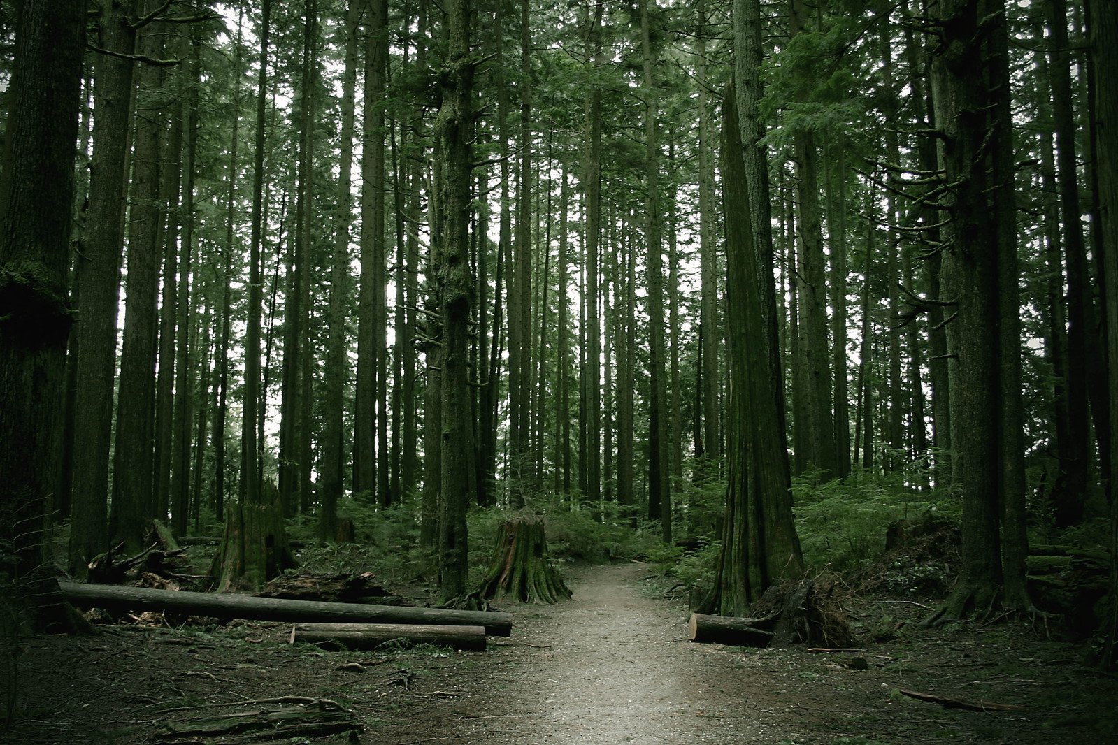 Les forêts et le dernier rapport du GIEC : analyse de FSC France ... Les forêts et le dernier rapport du GIEC : analyse de FSC France ...