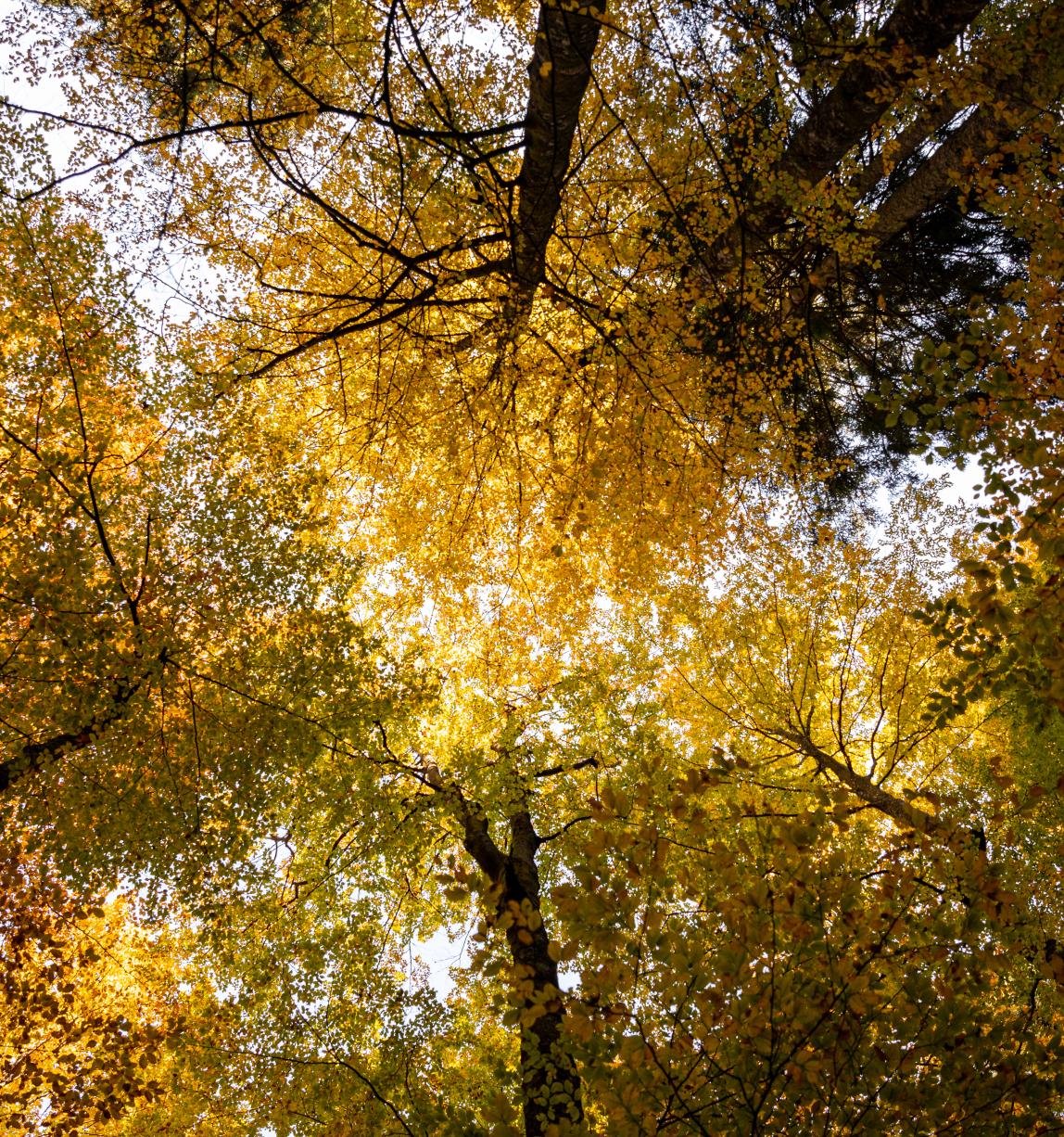 Publication de deux avis liés aux exigences fondamentales en matière de ...