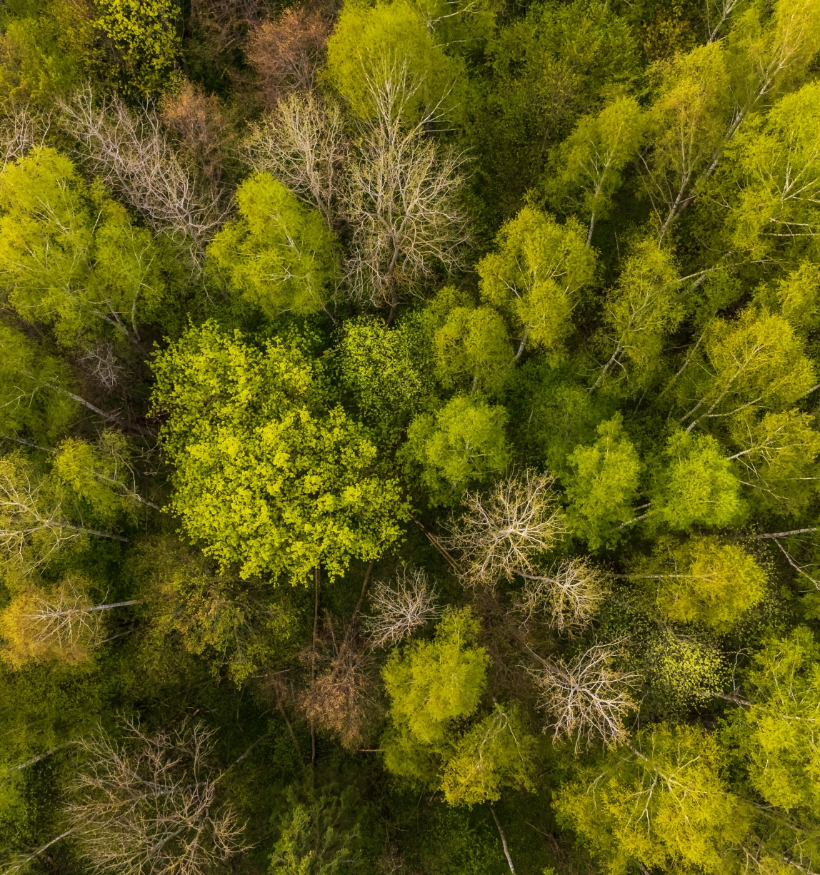 FSC International dévoile une nouvelle publication majeure : « Forest ...