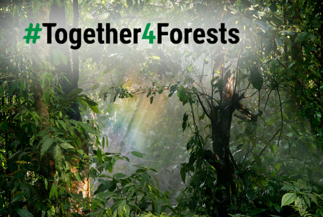 Together4Forests : FSC se joint à d'autres ONG pour demander un ...